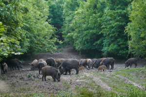 Feral Hogs in Georgia - The Firefly at Madison